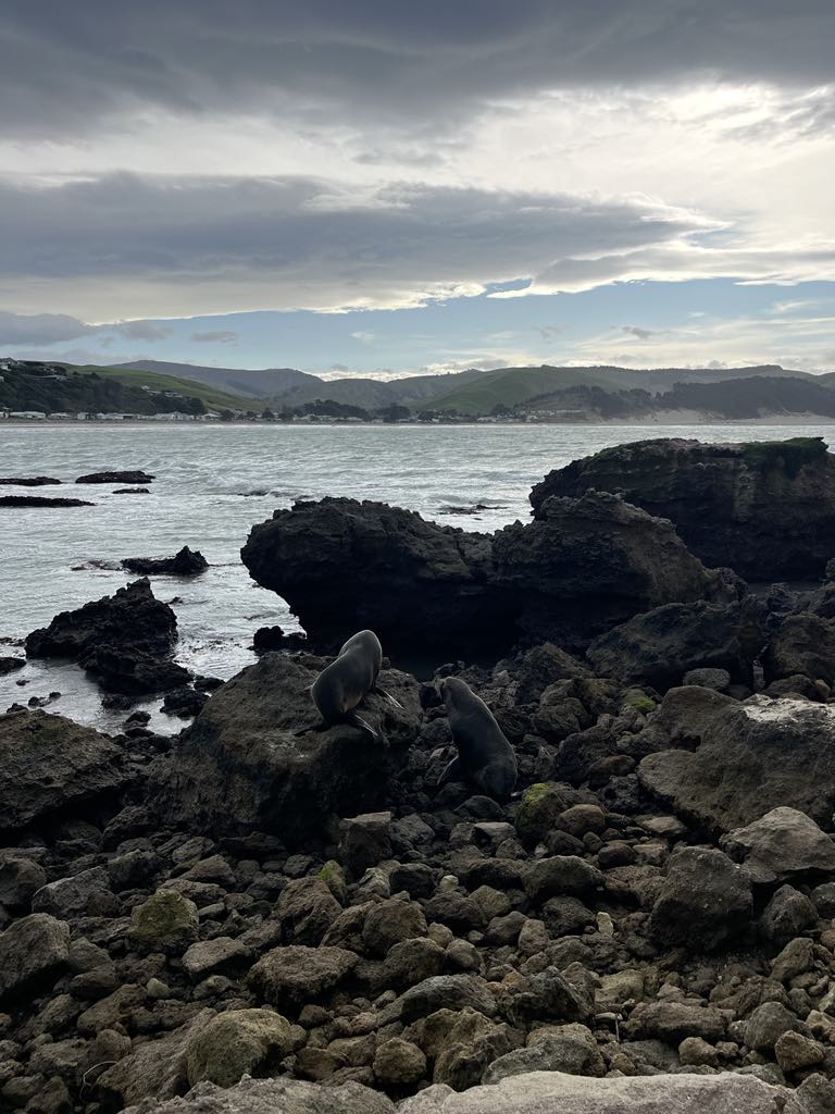 Exploring Castle Point: Hidden Gems of New Zealand – Peaks and Places ...
